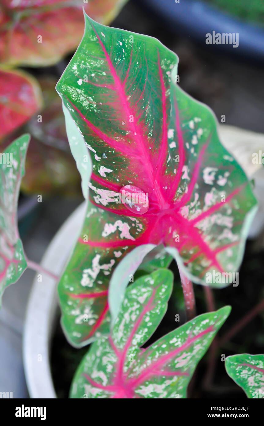 Caladium, Caladium Bicolor Vent or Caladium bicolor and rain droplet ...