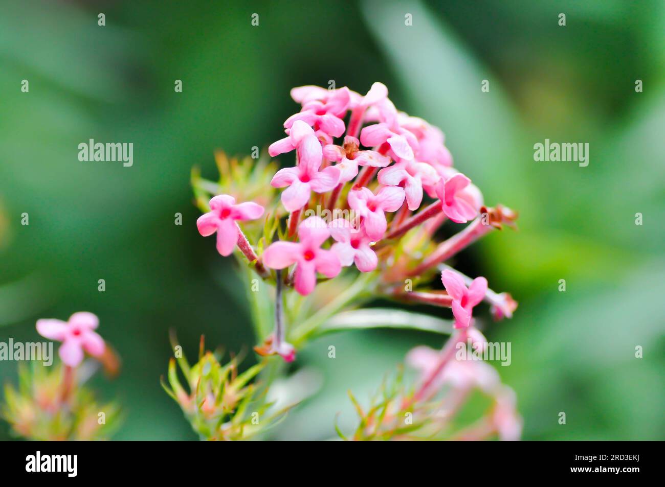 Panama rose flowers hi-res stock photography and images - Alamy