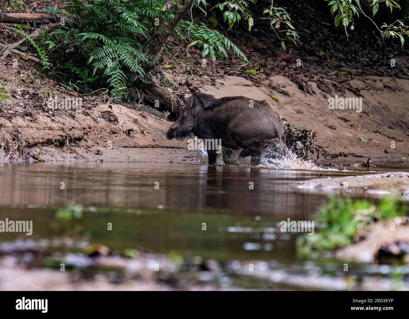 Graceful Power in the Wild: Witness the Majestic Wild Boar as it Roams ...