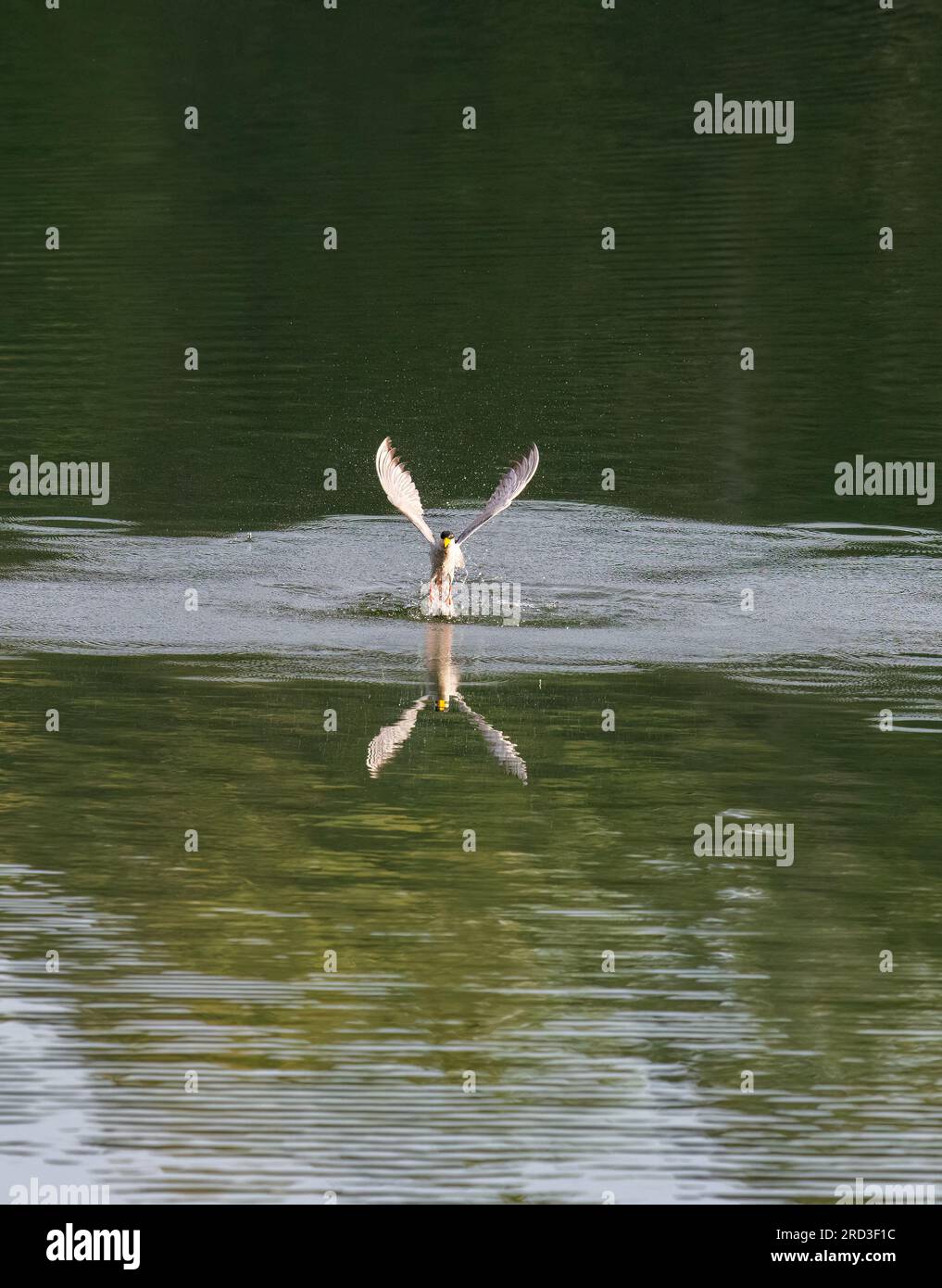River tern aerial hi-res stock photography and images - Alamy