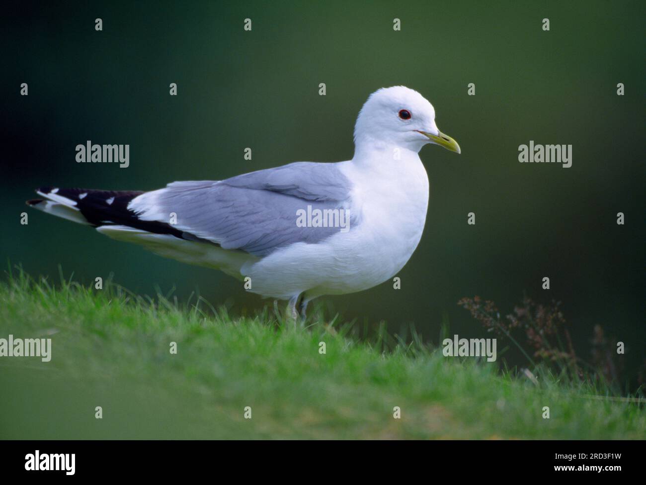 Plumage seagull hi-res stock photography and images - Alamy