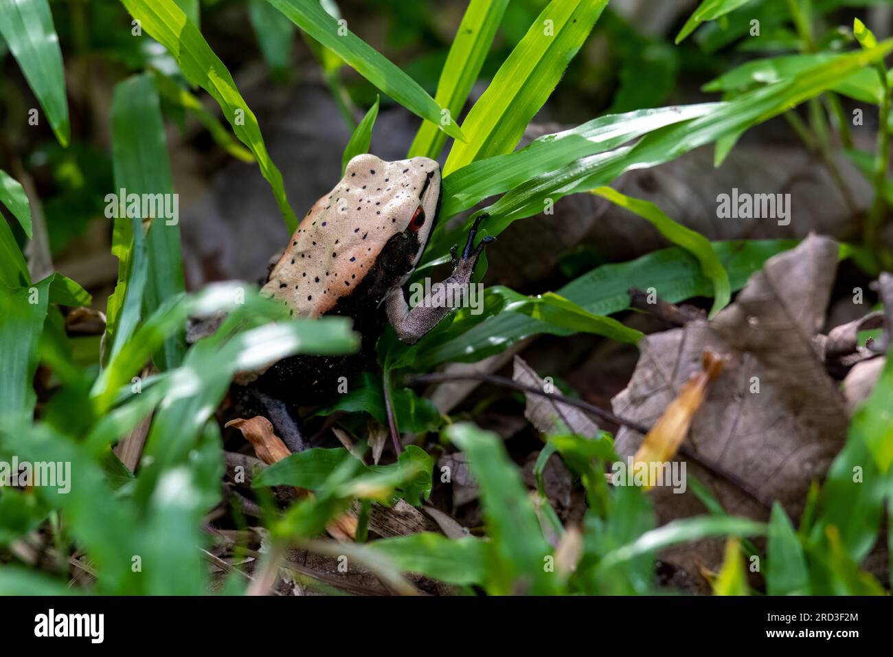 Indias endemic frogs hi-res stock photography and images - Alamy