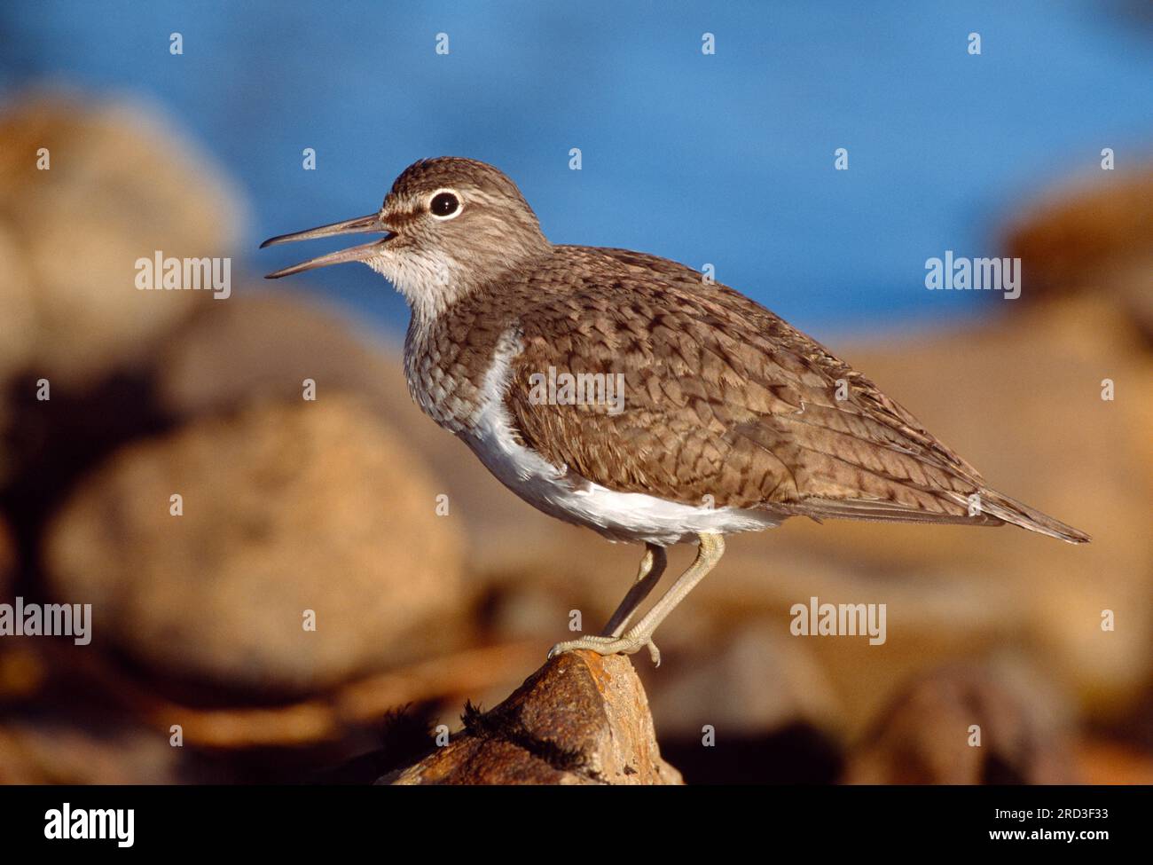 Common Sandpiper (Actitis hypoleucos) male perched on rock in stream ...