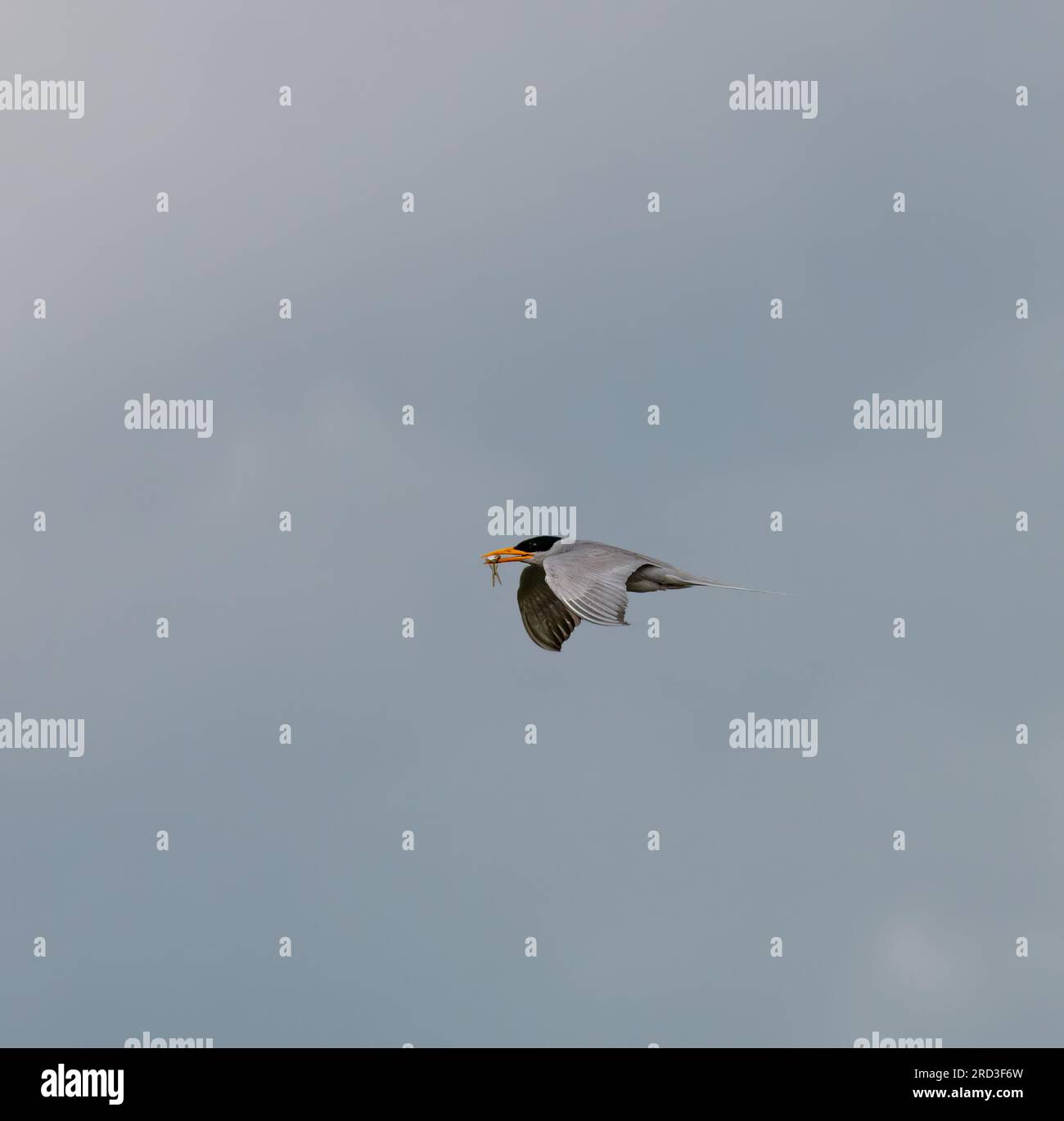 River tern aerial hi-res stock photography and images - Alamy