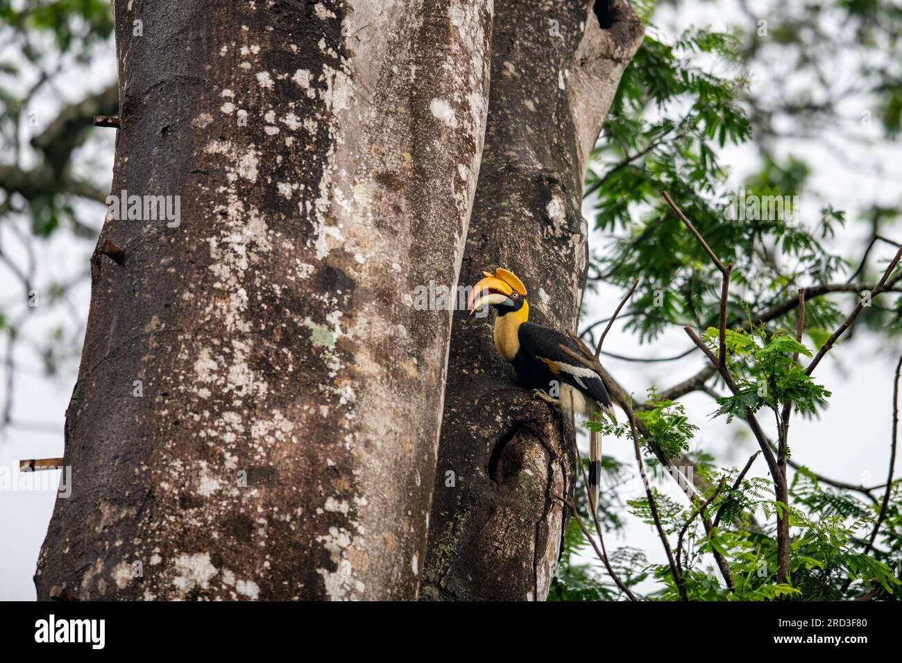 Explore the Enchanting Great Indian Hornbill: Nesting and Feeding ...