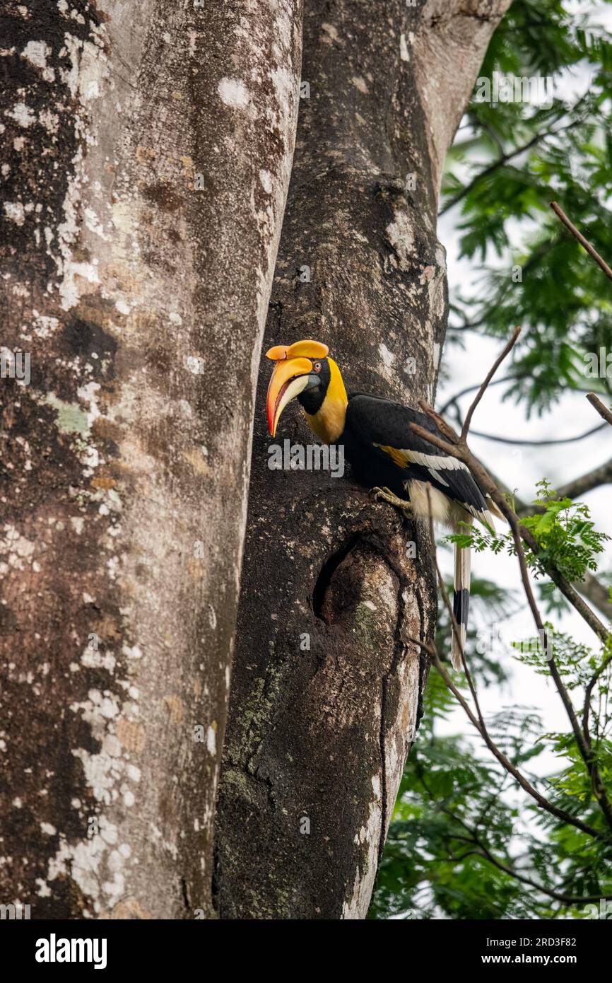 Explore the Enchanting Great Indian Hornbill: Nesting and Feeding ...
