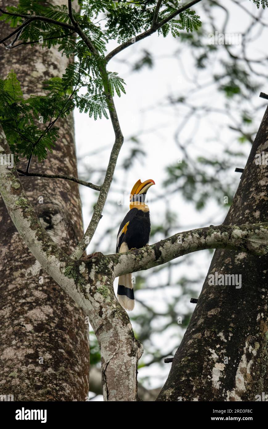 Explore the Enchanting Great Indian Hornbill: Nesting and Feeding ...