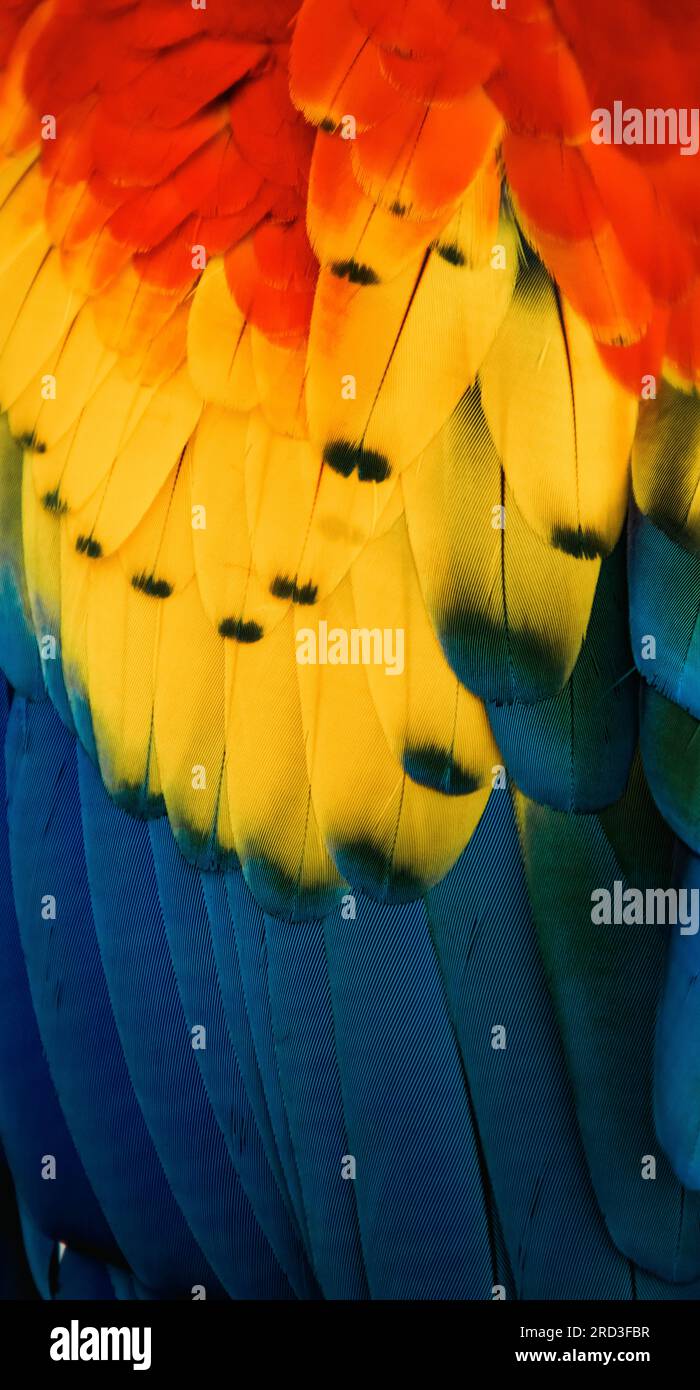 close up of Scarlet macaw bird's feather Stock Photo - Alamy