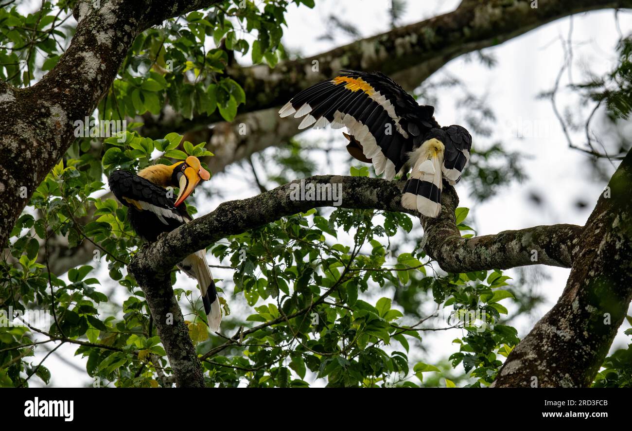 Explore the Enchanting Great Indian Hornbill: Nesting and Feeding ...