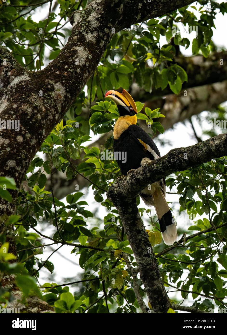 Explore the Enchanting Great Indian Hornbill: Nesting and Feeding ...