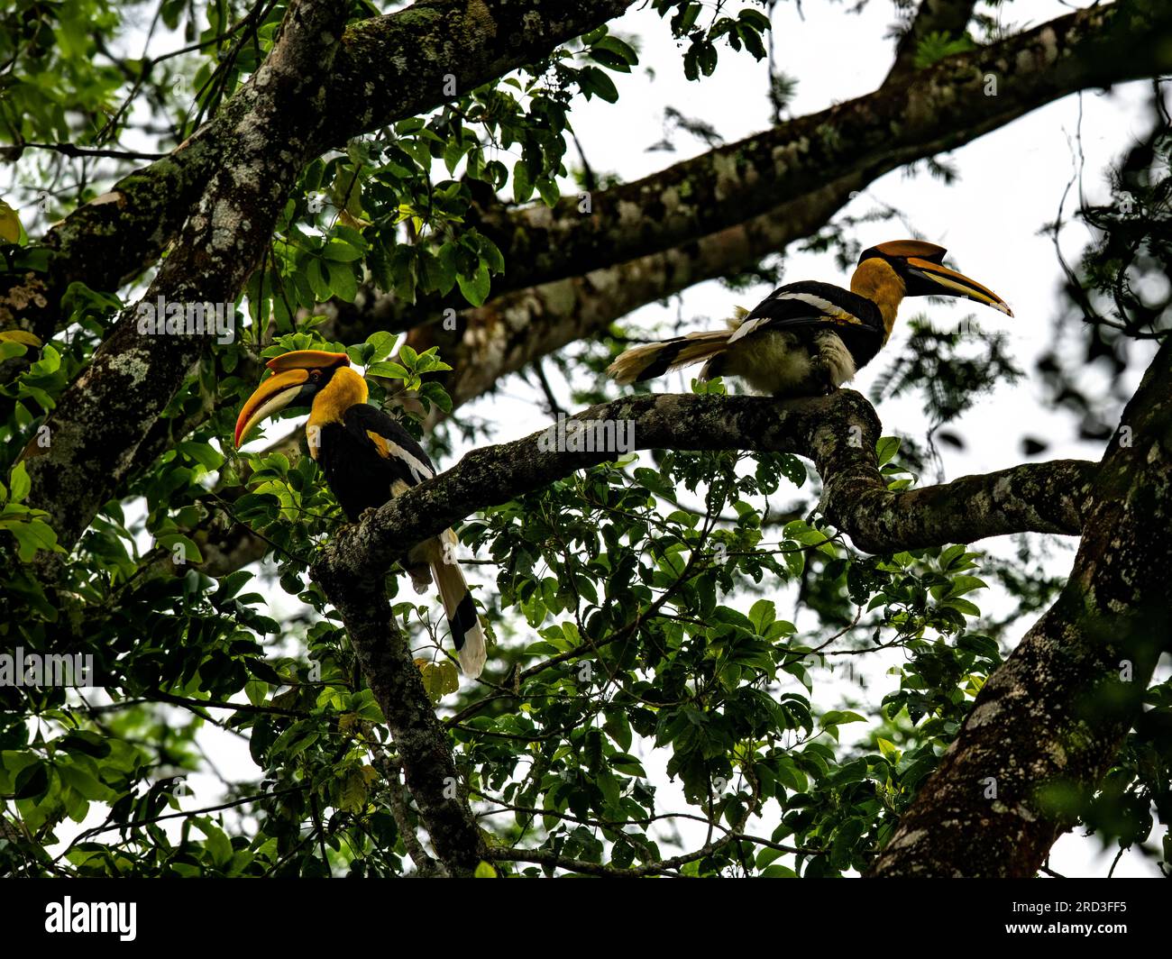 Explore the Enchanting Great Indian Hornbill: Nesting and Feeding ...