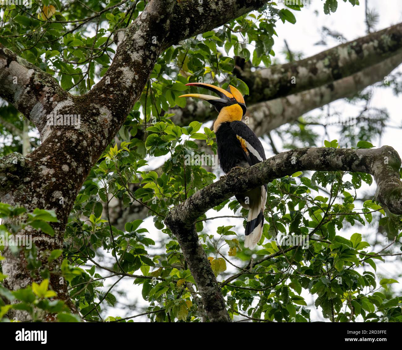 Explore the Enchanting Great Indian Hornbill: Nesting and Feeding ...