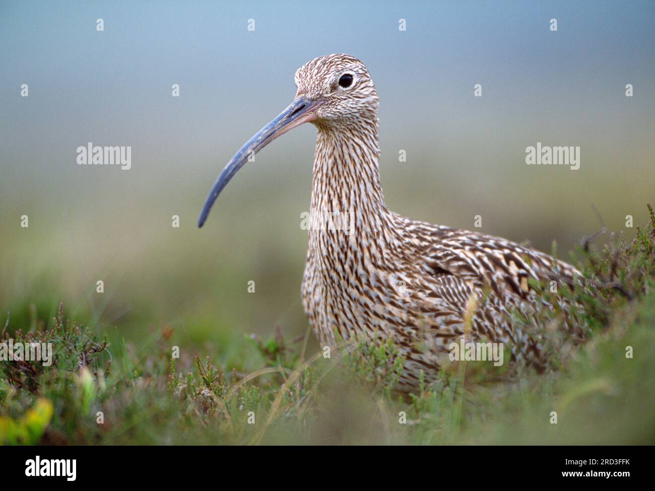 Curlew (Numenius arquata) bird returning to nest on heather moorland ...
