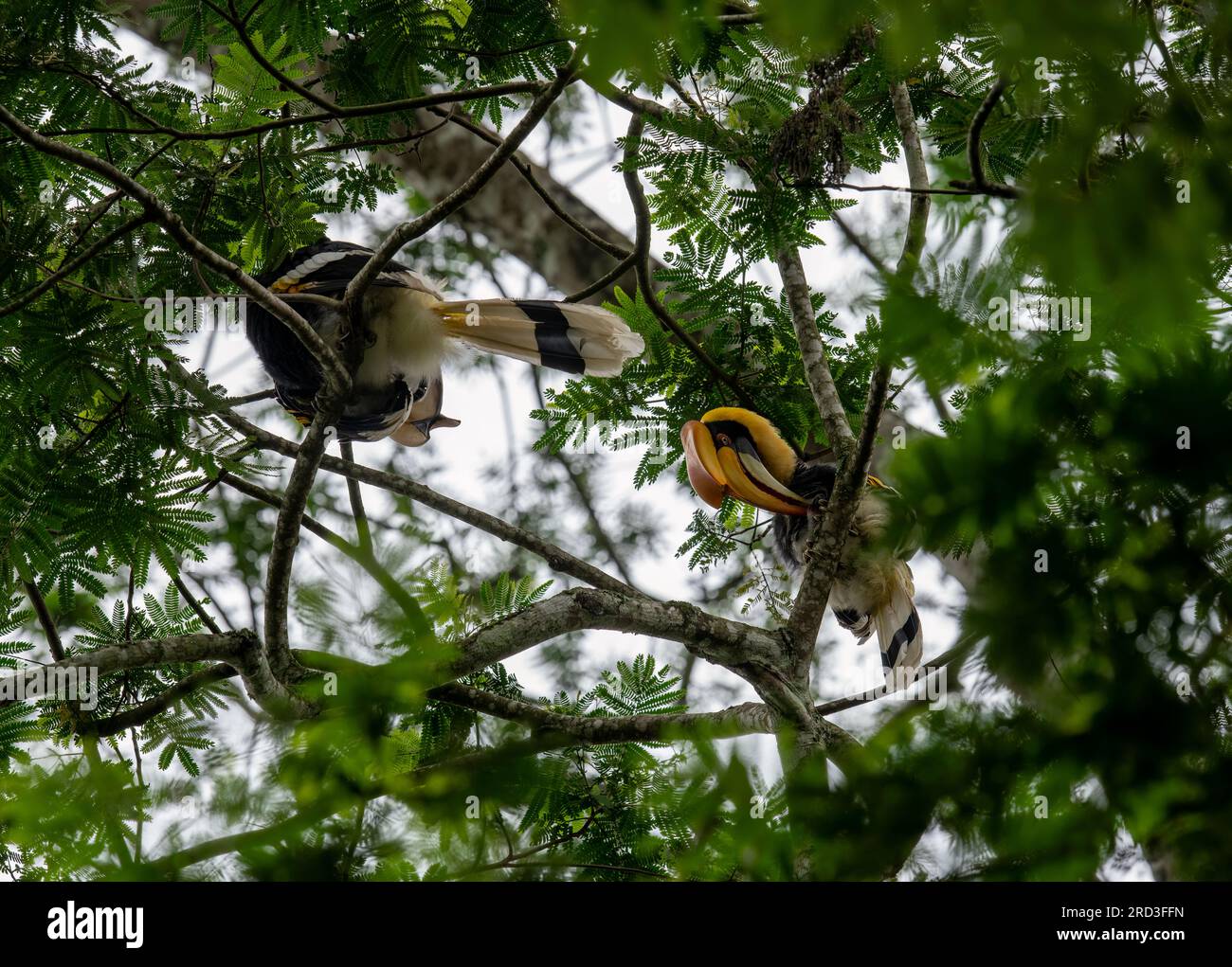 Explore the Enchanting Great Indian Hornbill: Nesting and Feeding ...