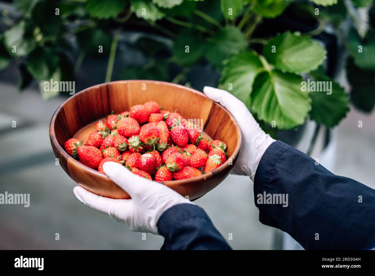 A revolutionary and advanced automated indoor strawberry farm delivers ...