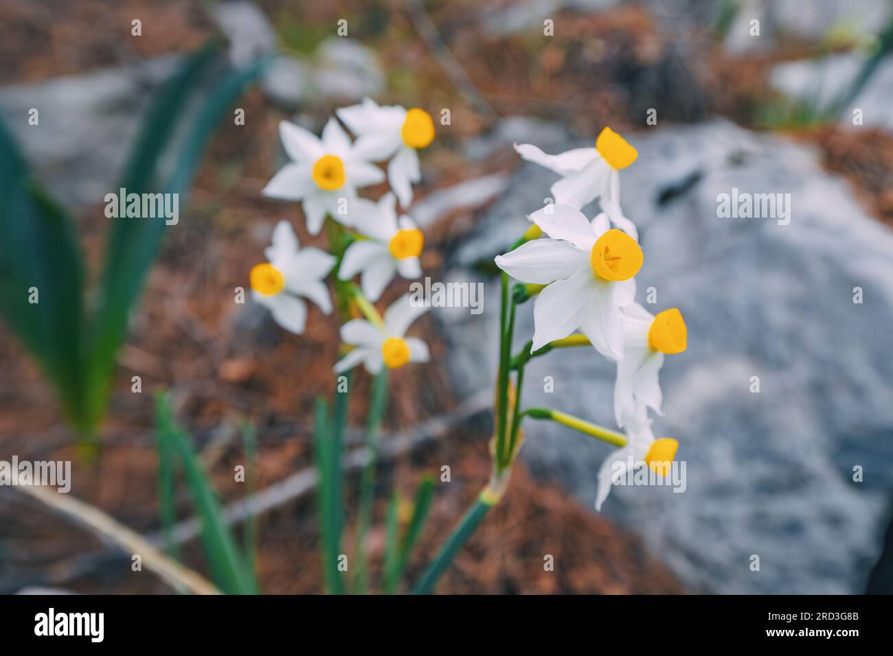 Daffodils are a delightful sight in outdoor spaces, adding a vibrant ...