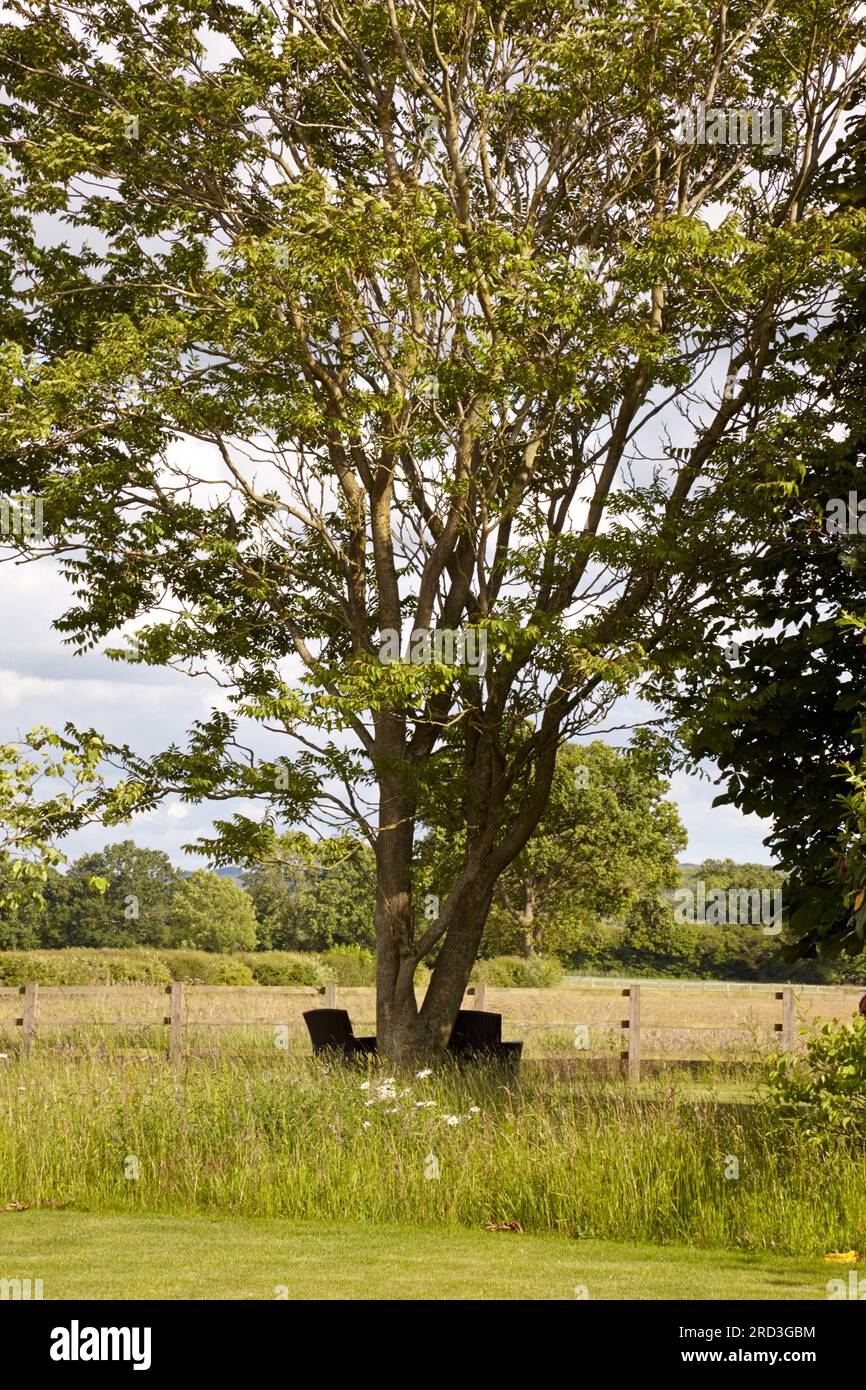 Two chairs in shade under tree with view of field. Manor Barn ...