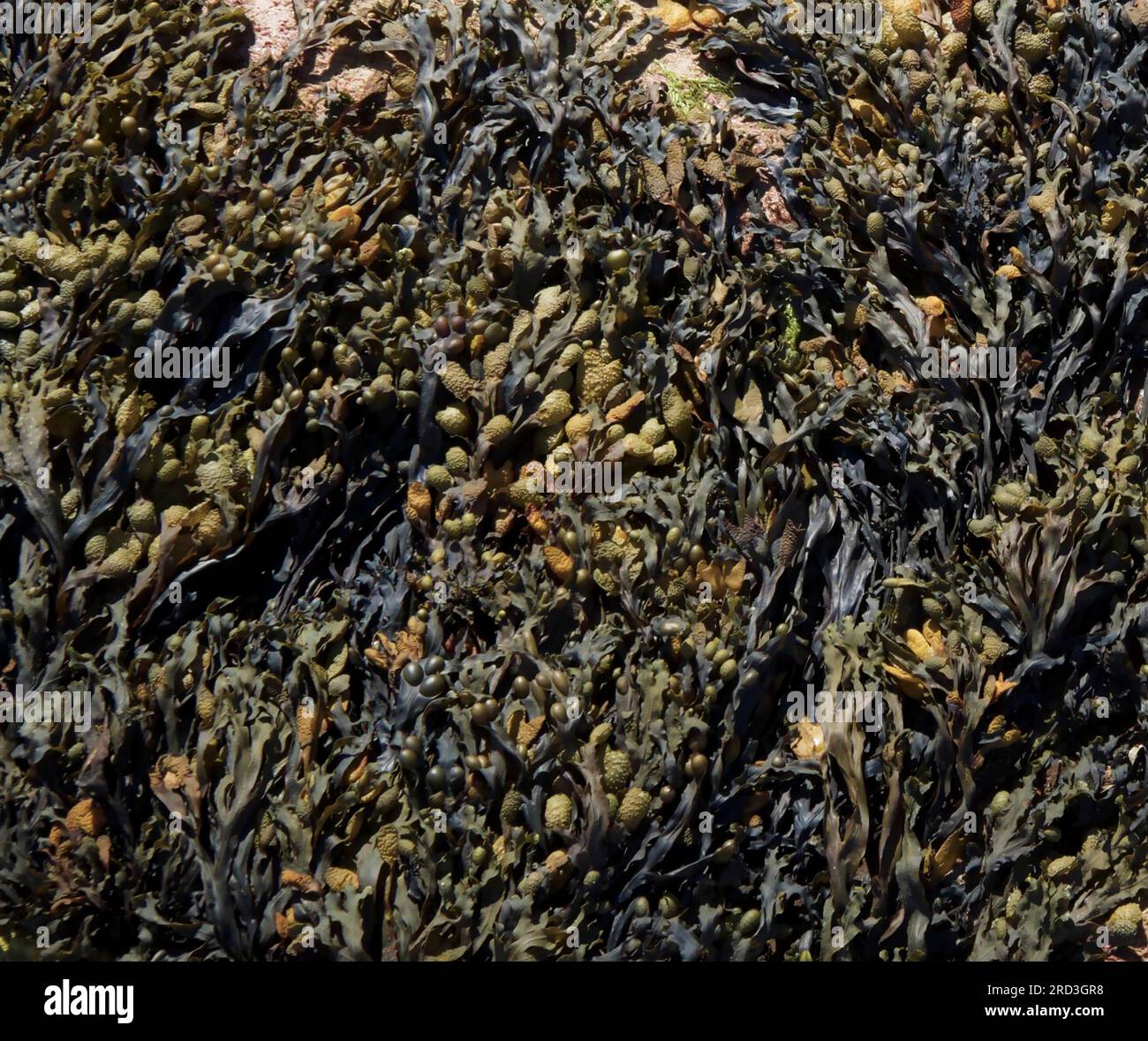 Kelp on the beach at Whiting Bay on the Isle of Arran, Scotland Stock ...