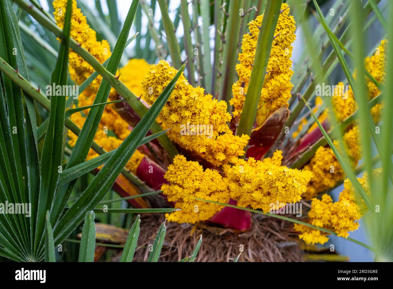 Flowering palm tree. Palm tree blossom close up Stock Photo - Alamy