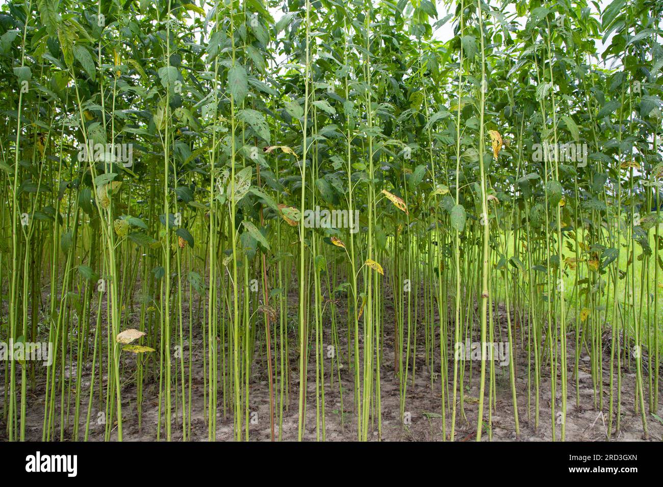 Green jute Plantation field. Raw Jute plant pattern Texture background ...