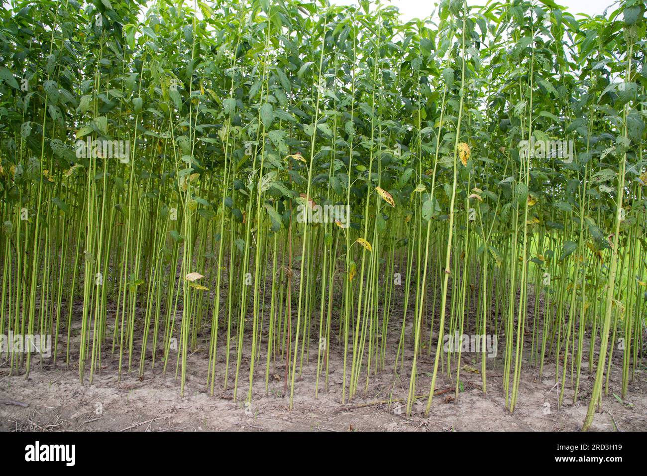 Green jute Plantation field. Raw Jute plant pattern Texture background ...
