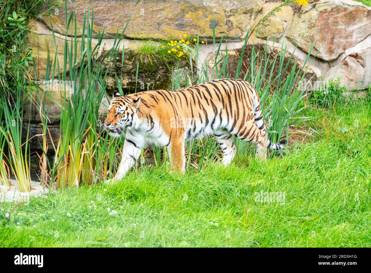 A tiger at Yorkshire Wildlife Park, Doncaster, South Yorkshire, UK ...