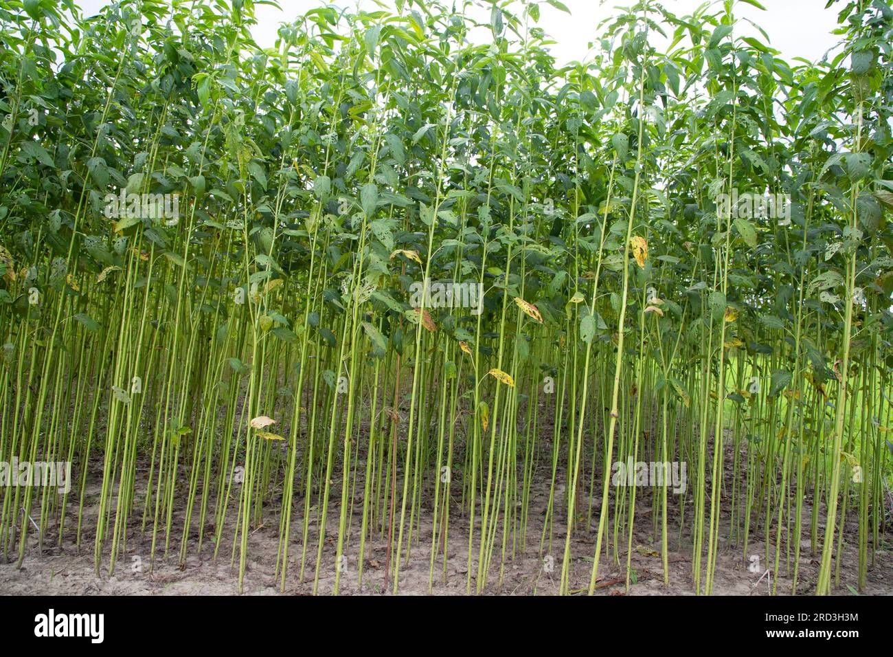 Green jute Plantation field. Raw Jute plant pattern Texture background ...