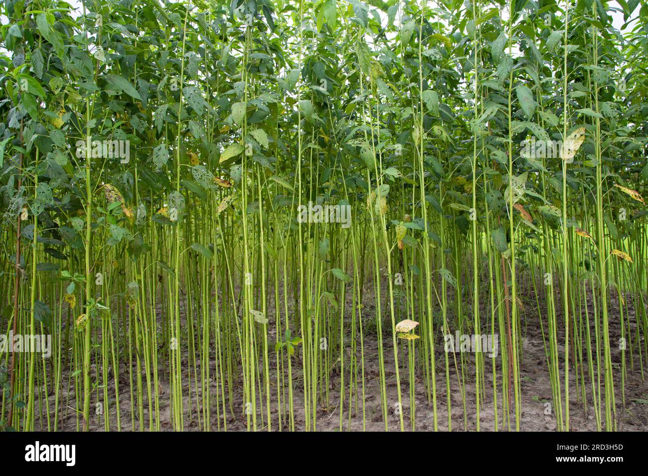 Green jute Plantation field. Raw Jute plant pattern Texture background ...