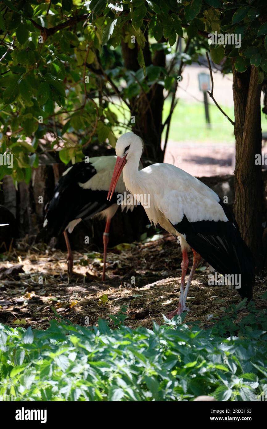 Storks at Margaret Island in Budapest,Hungary Stock Photo - Alamy