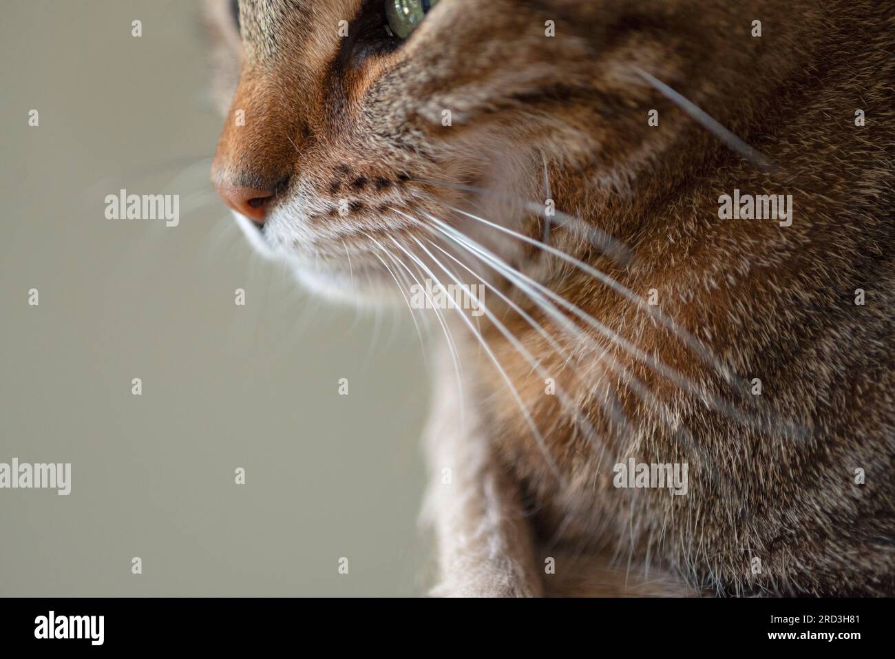 Cat moustache hi-res stock photography and images - Alamy