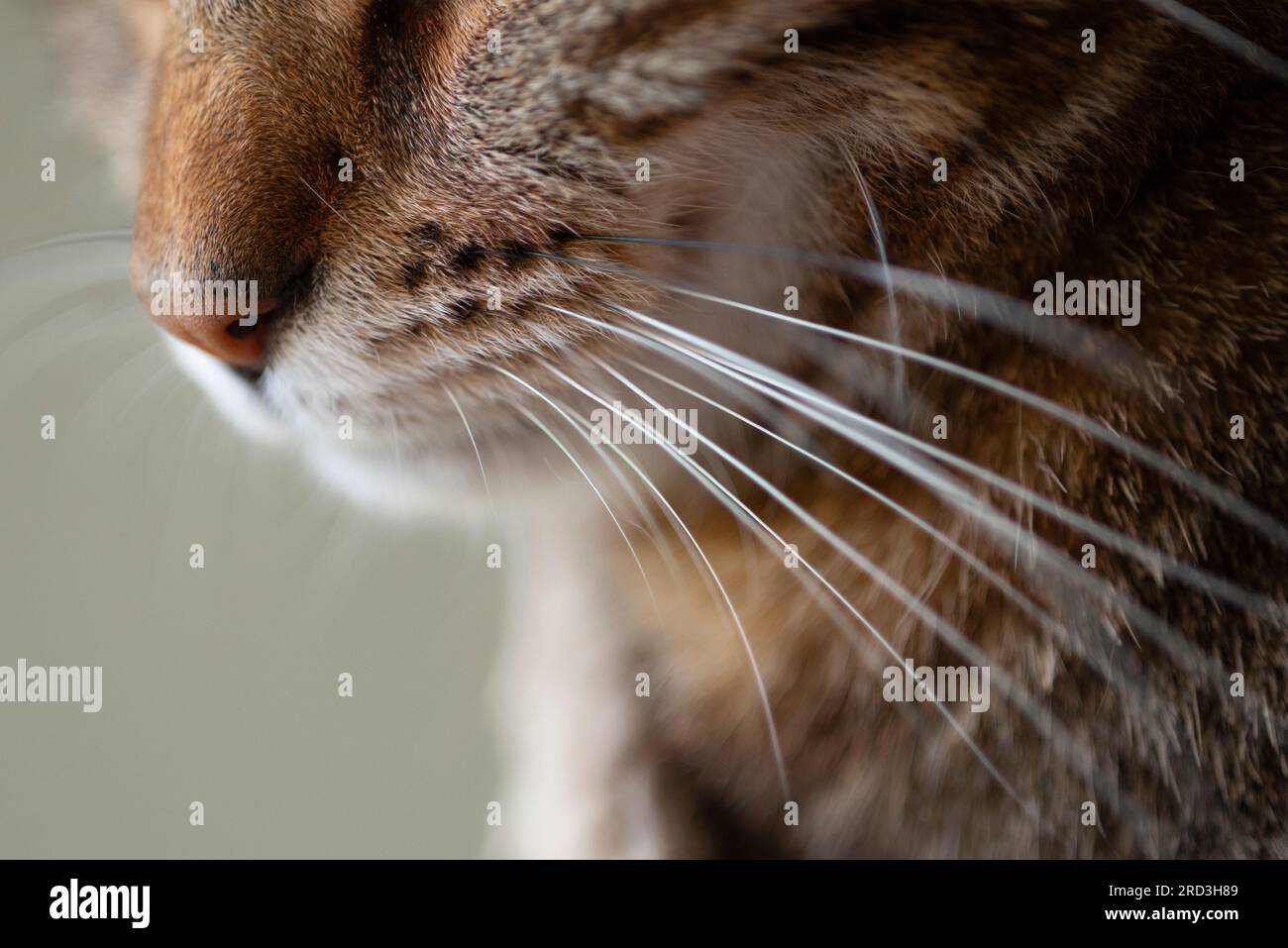 Moustache cat hi-res stock photography and images - Alamy