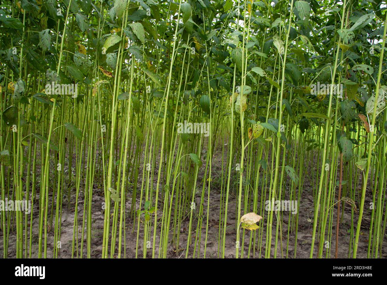 Green jute Plantation field. Raw Jute plant pattern Texture background ...