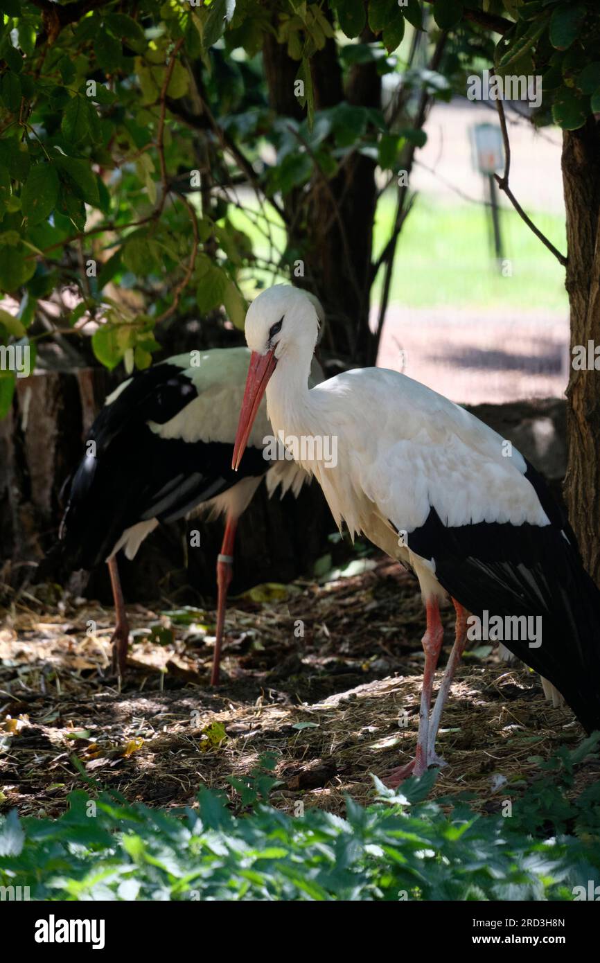 Storks at Margaret Island in Budapest,Hungary Stock Photo - Alamy