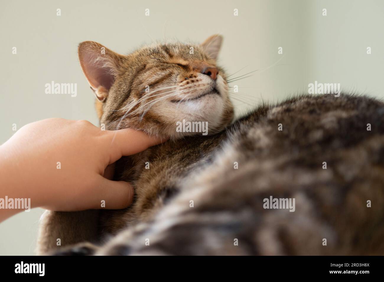 Human Hand Caressing a Cat Sleeping Stock Photo - Alamy