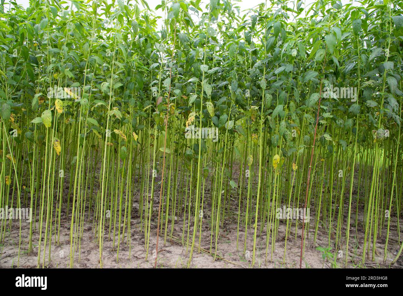 Green jute Plantation field. Raw Jute plant pattern Texture background ...
