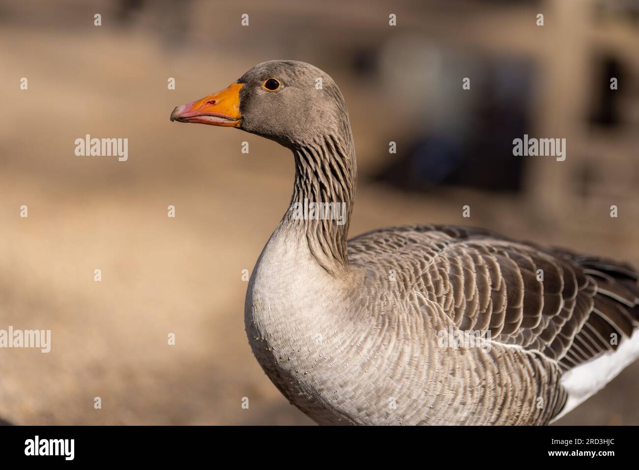 Neck feathers hi-res stock photography and images - Alamy