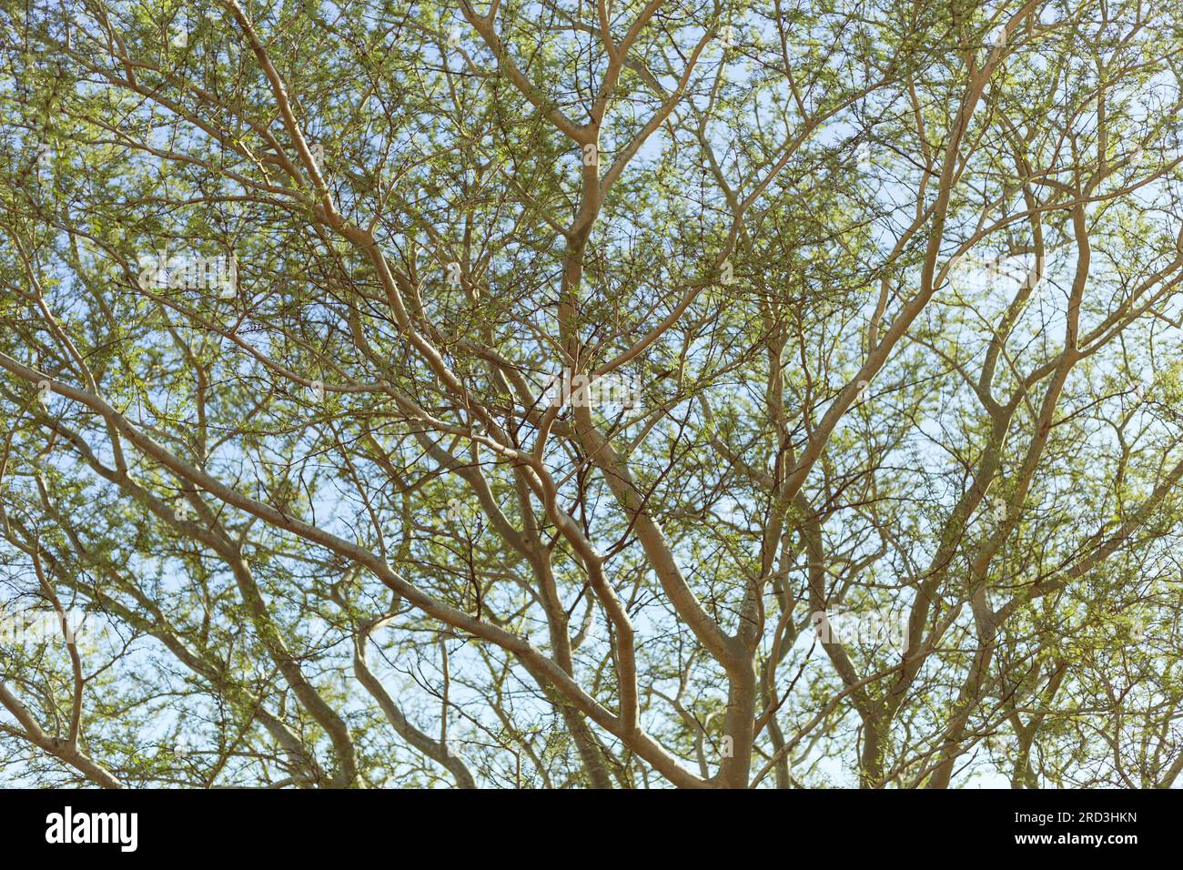 Wattle tree hi-res stock photography and images - Alamy