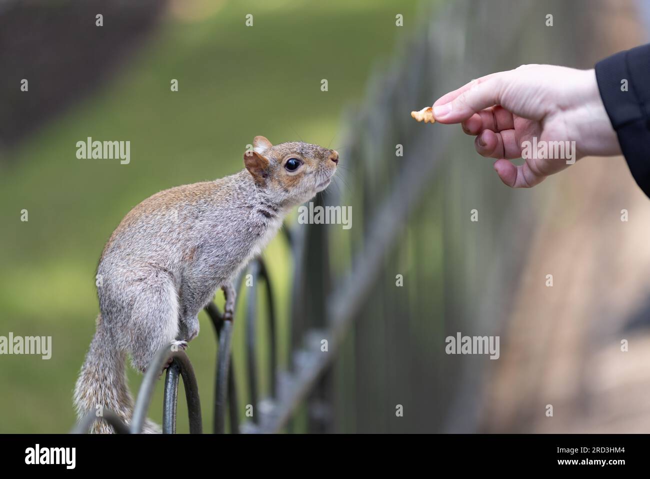 Grey squirrel eating nut from hi-res stock photography and images - Alamy