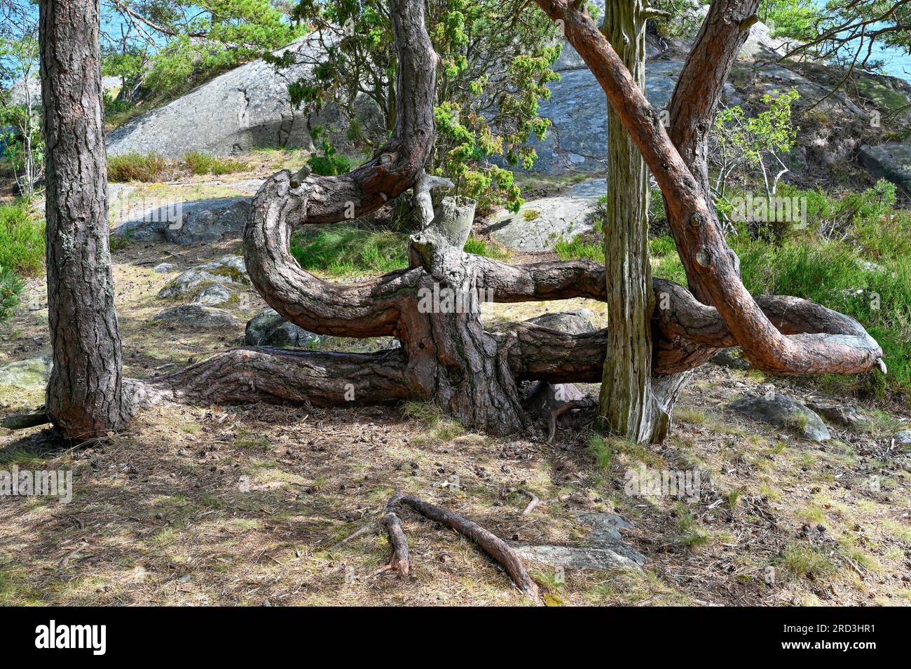 old but small odd shaped pine tree in Stendorren nature reserv Nykoping ...