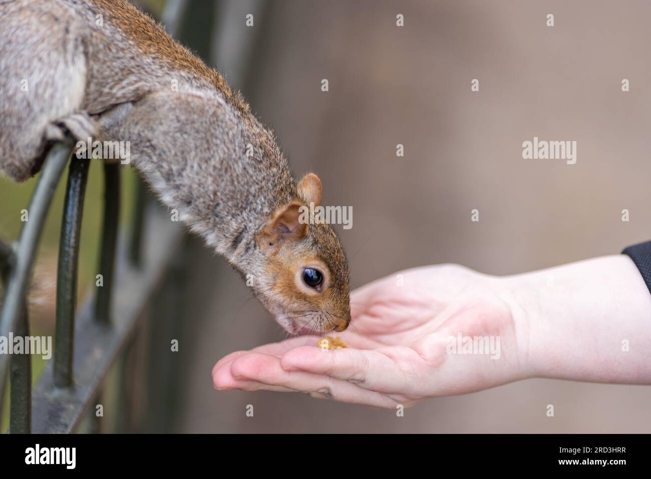 Grey squirrel eating nut from hi-res stock photography and images - Alamy