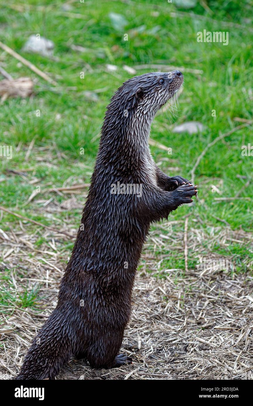 Eurasian Otter (Lutra lutra) Adult standing on hind legs looking Stock ...