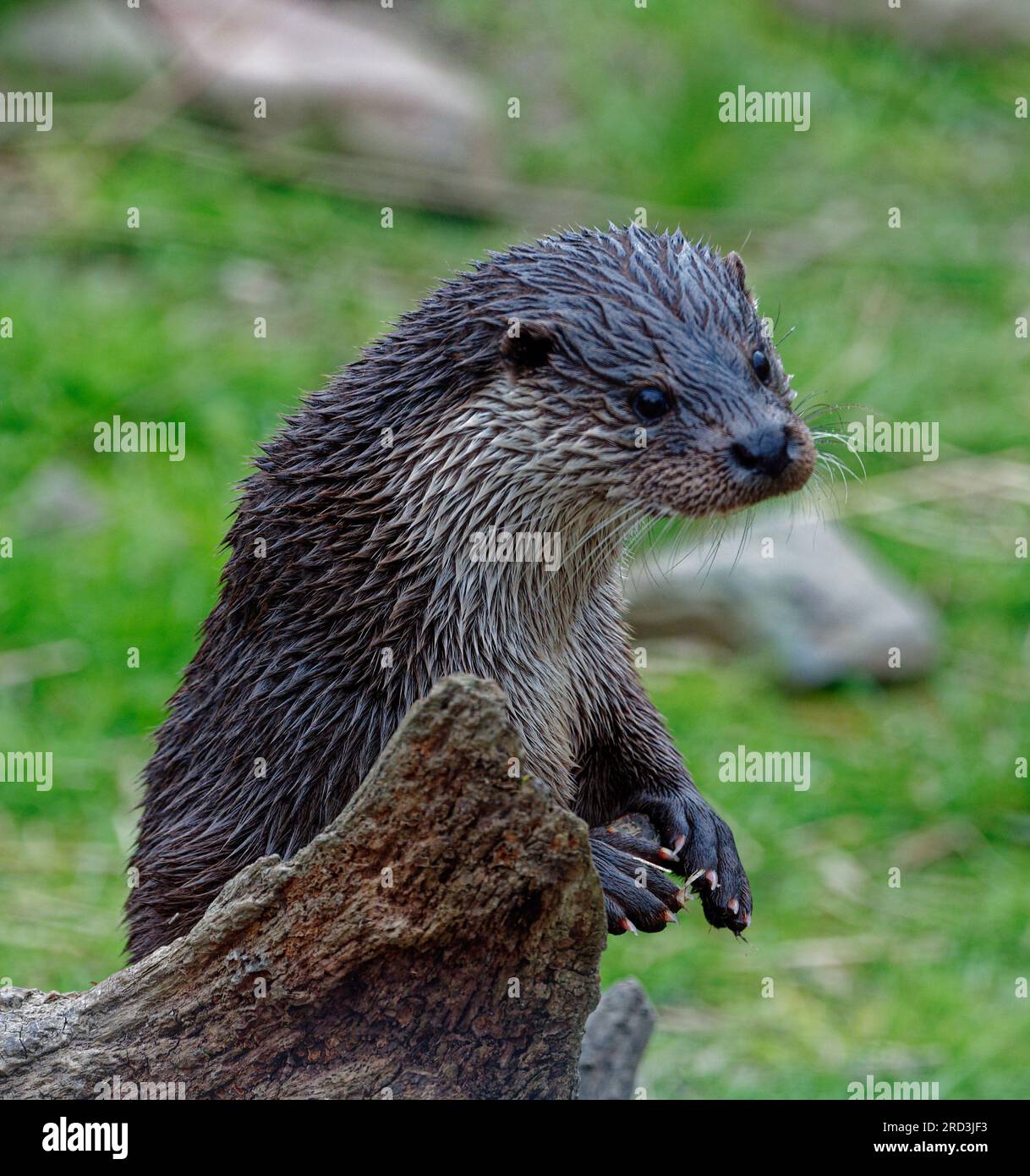 Eurasian Otter (Lutra lutra) Adult standing on hind legs looking Stock ...