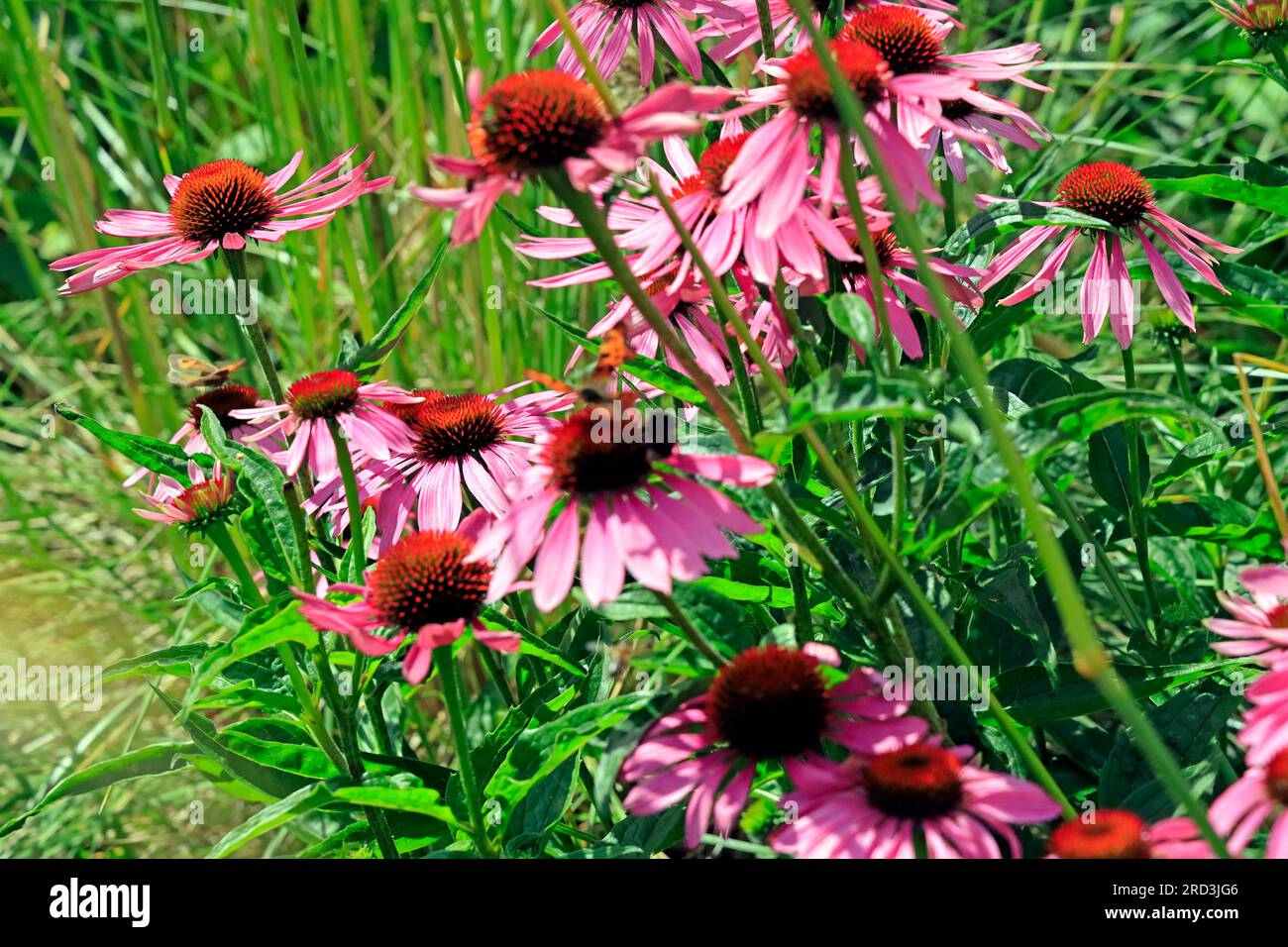 Pink echinacea purpurea with comma butterfly Stock Photo - Alamy