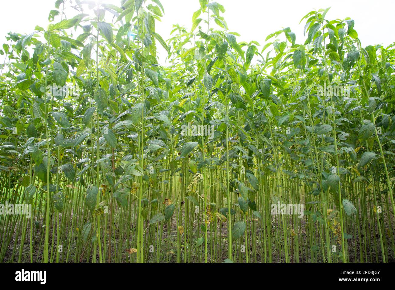 Green jute Plantation field. Raw Jute plant pattern Texture background ...