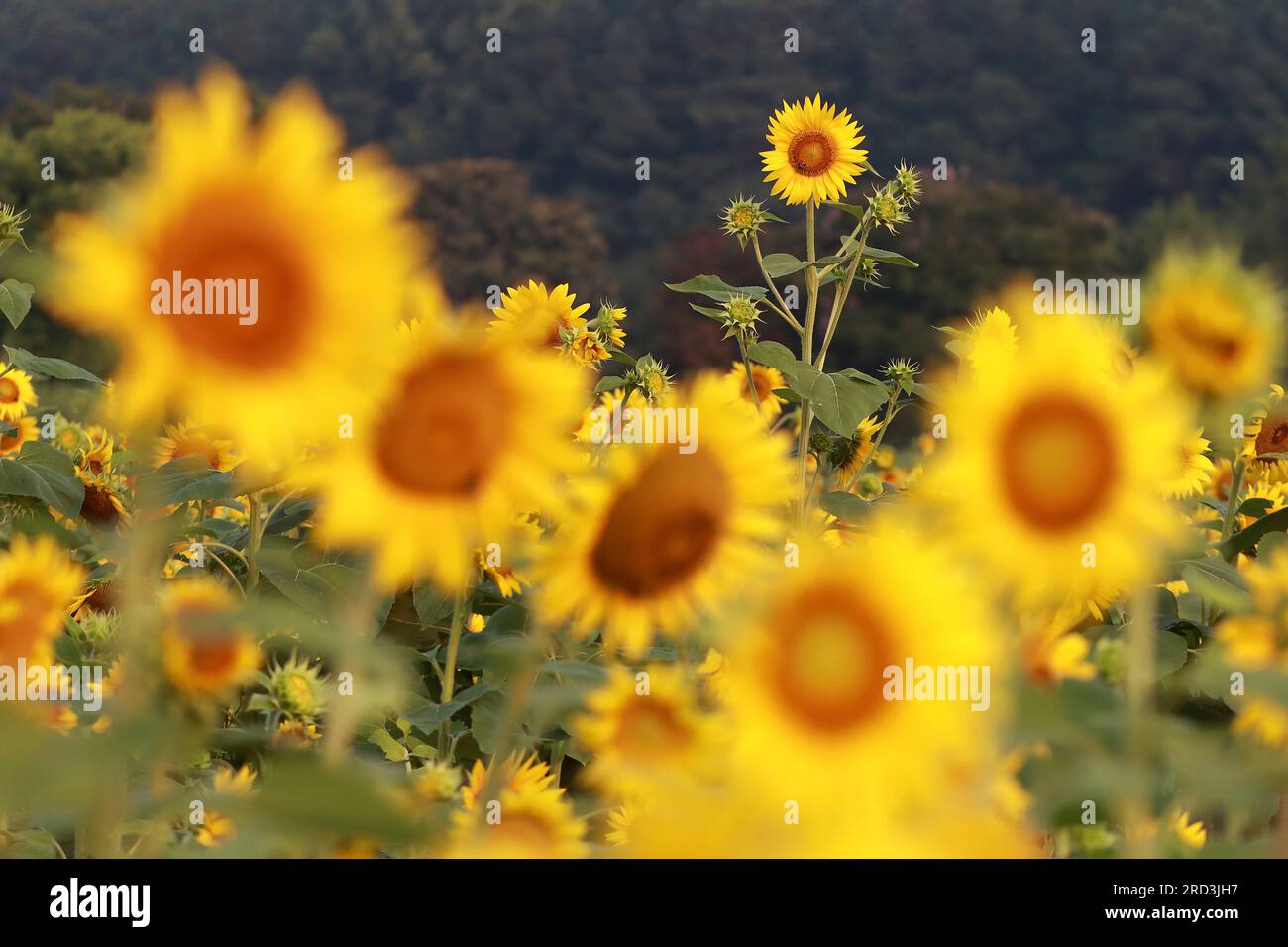 The savannah bananas hi-res stock photography and images - Alamy
