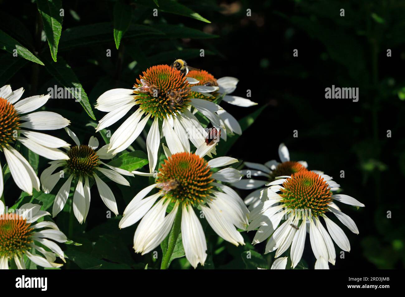 Cone flower blooms in hi-res stock photography and images - Alamy