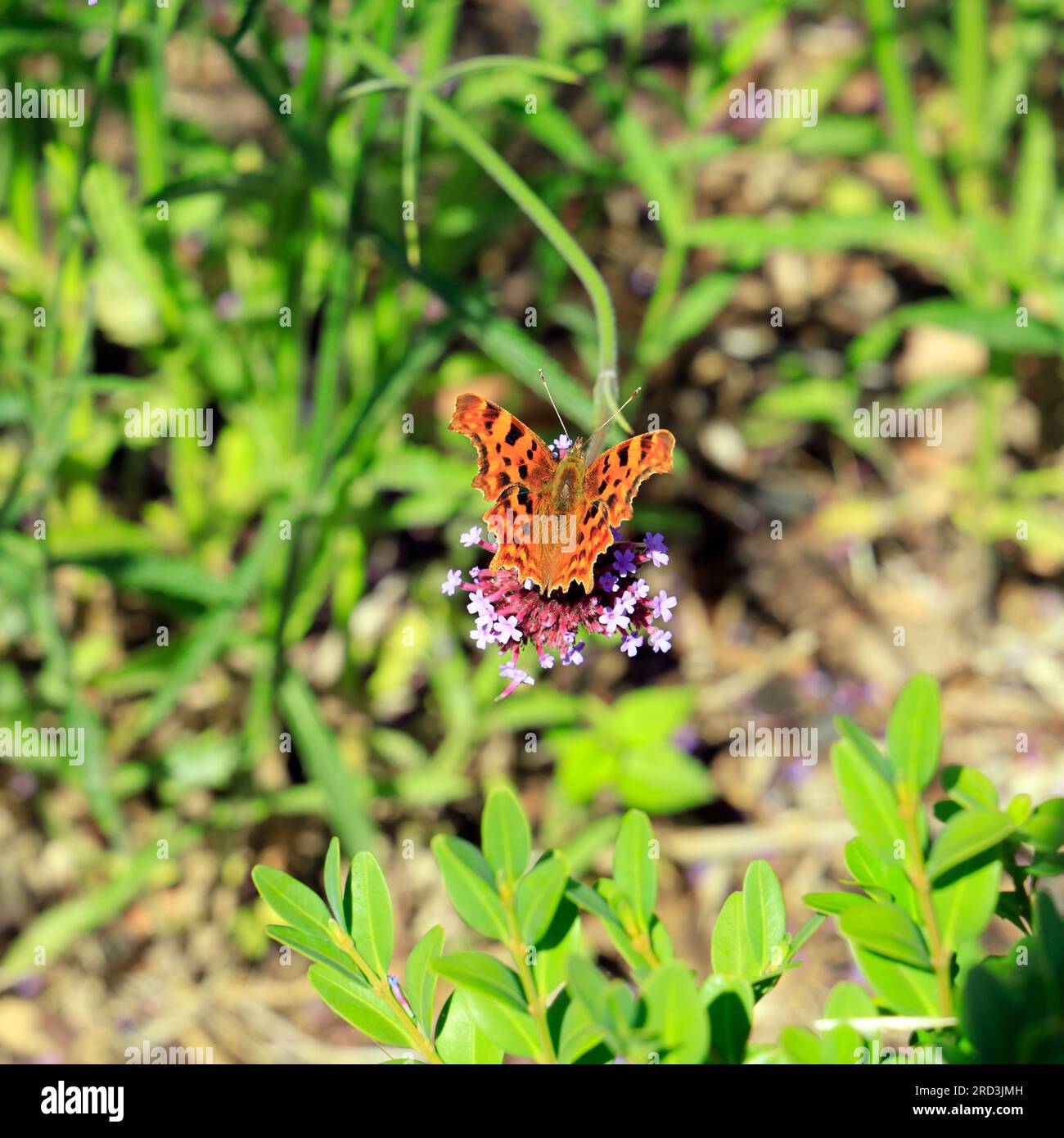 Comma butterfly on a flower.Polygonia c-album. Taken 2023 Stock Photo ...