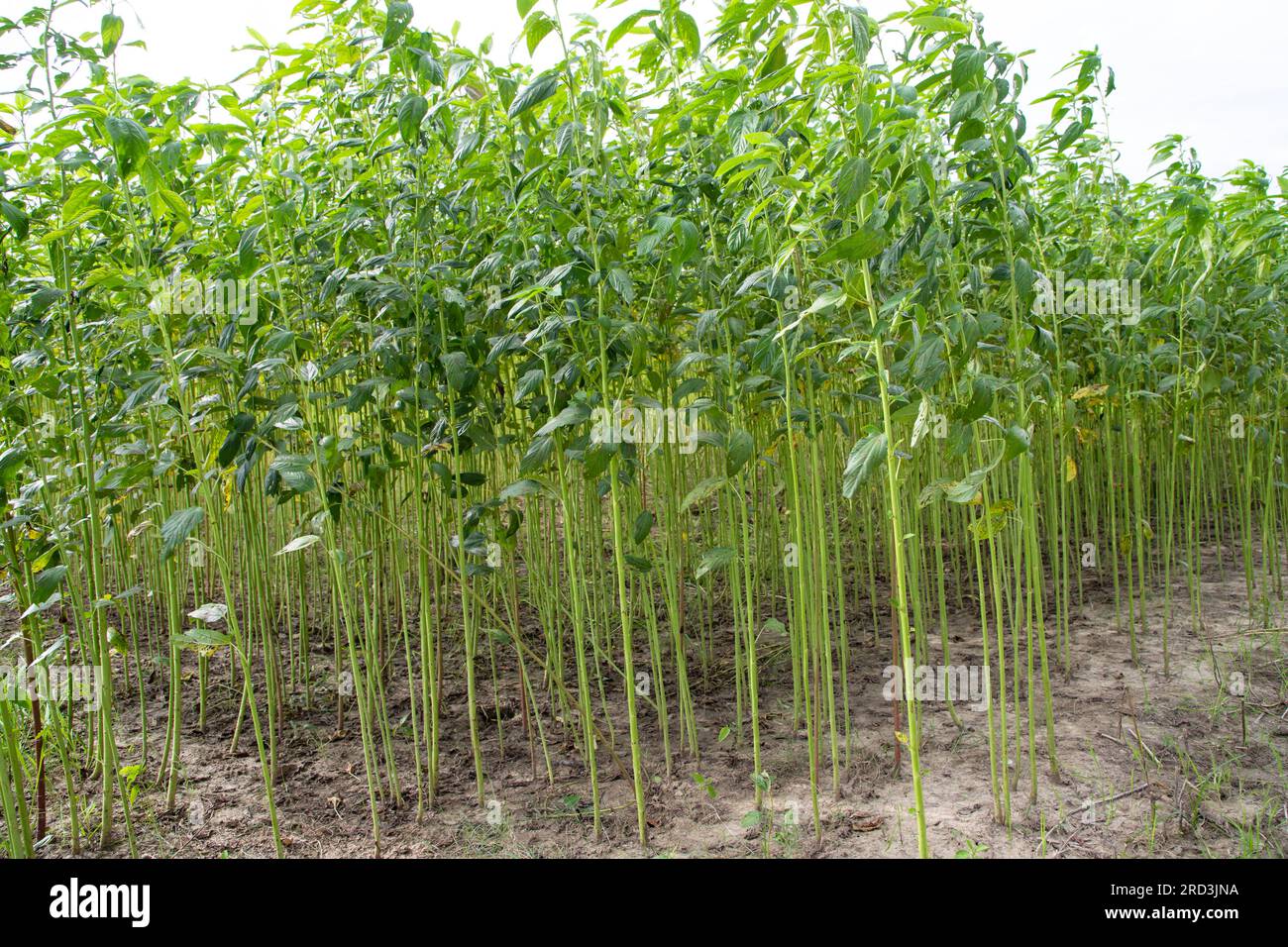 Green jute Plantation field. Raw Jute plant pattern Texture background ...