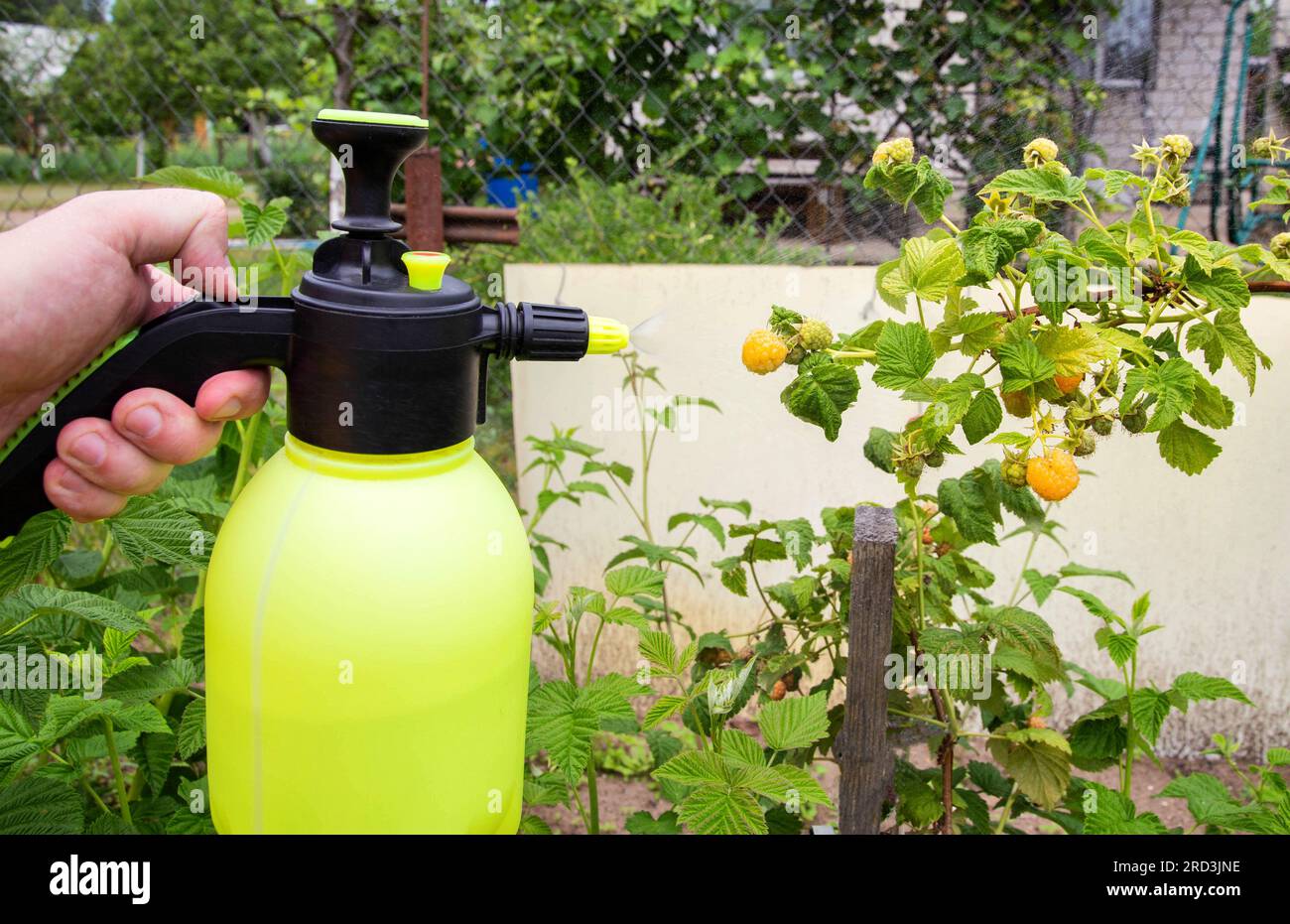 Spraying raspberries in the country with ammonia and blue vitriol to ...