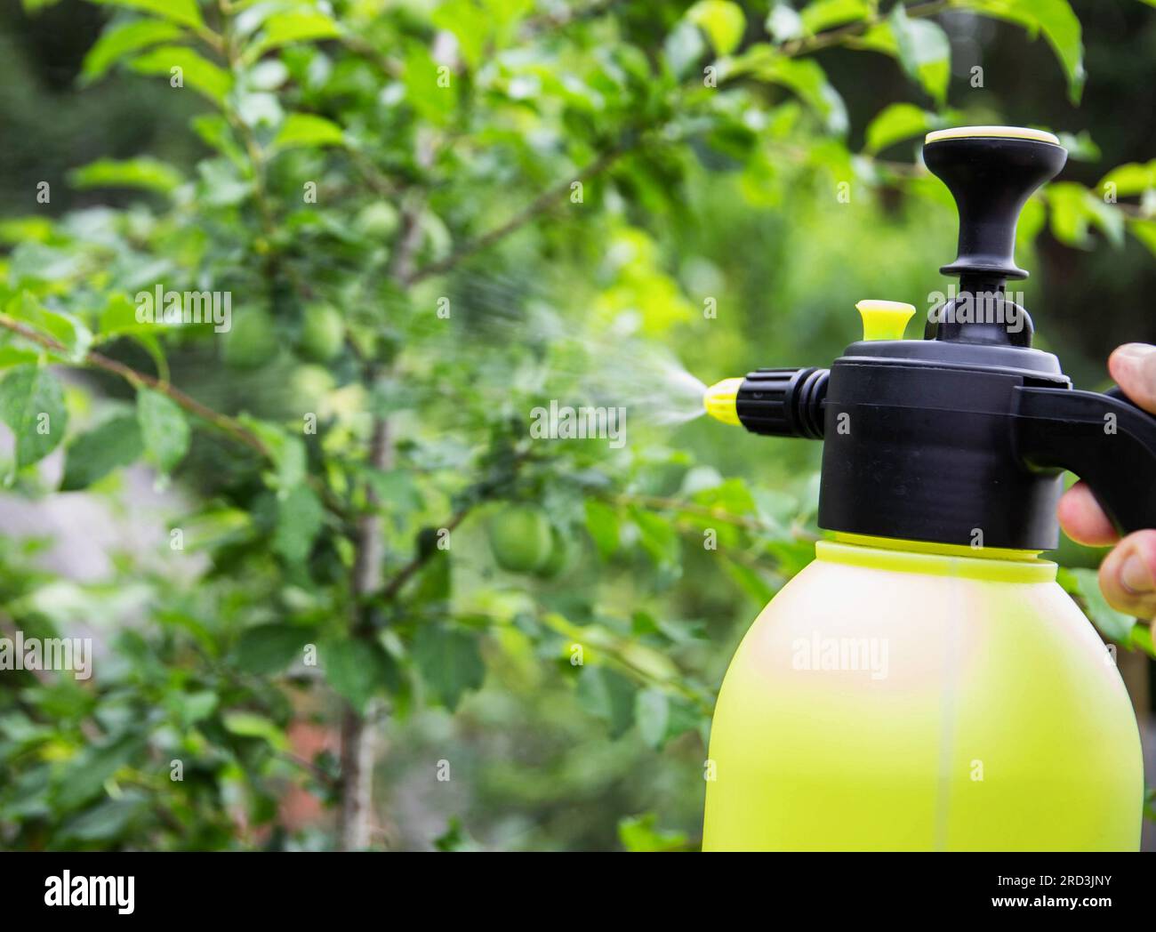 Spraying plums from pests and diseases Stock Photo - Alamy
